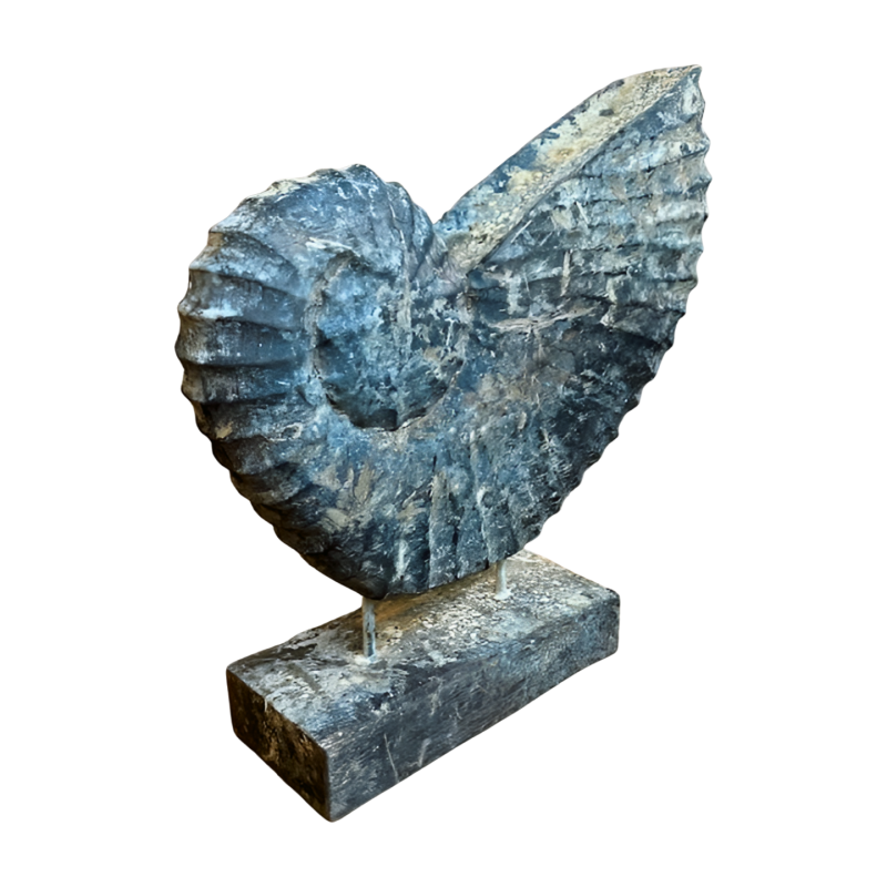 Shell on stick H25cm(5980)